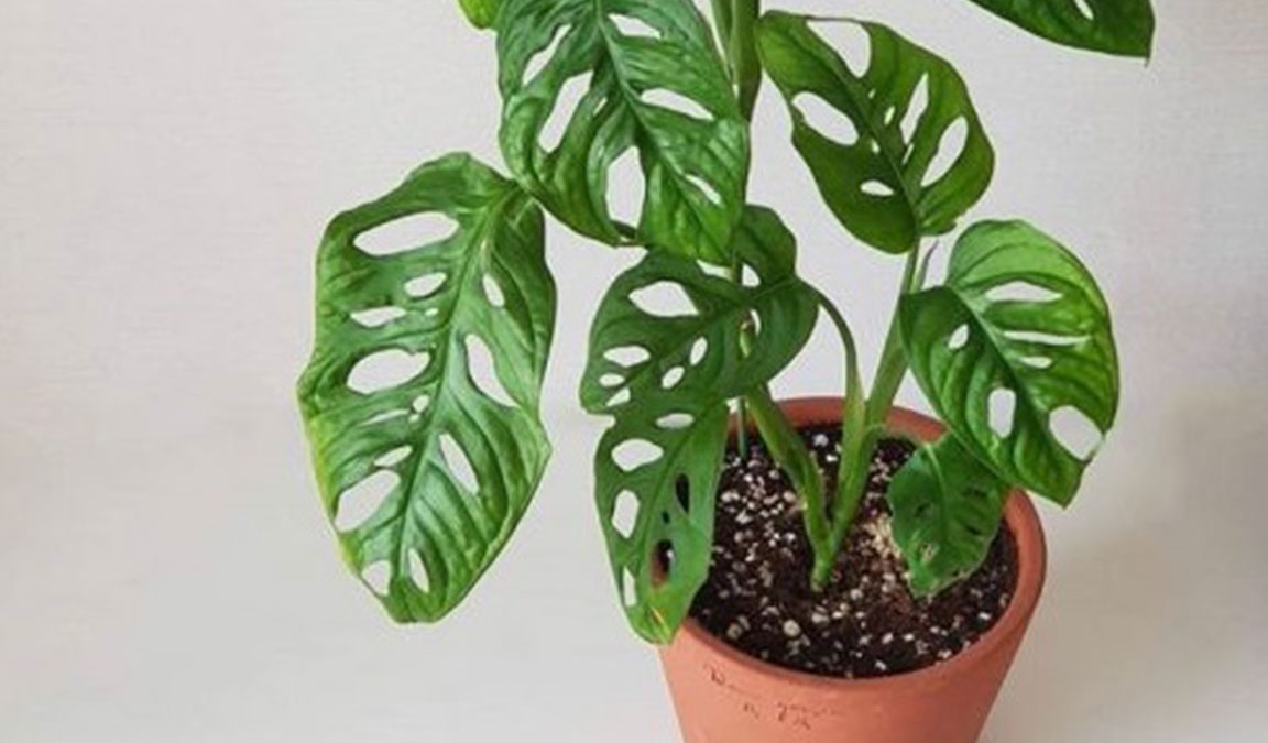Hanya Disini ! Update Harga Bunga Monstera Langsung Dari Petani ...