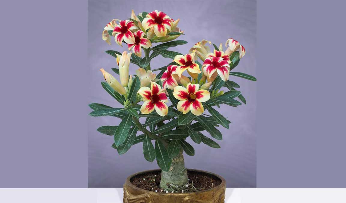 Ini Dia ! Harga Bunga Adenium Terupdate Kekinian Beserta Jenisnya ...