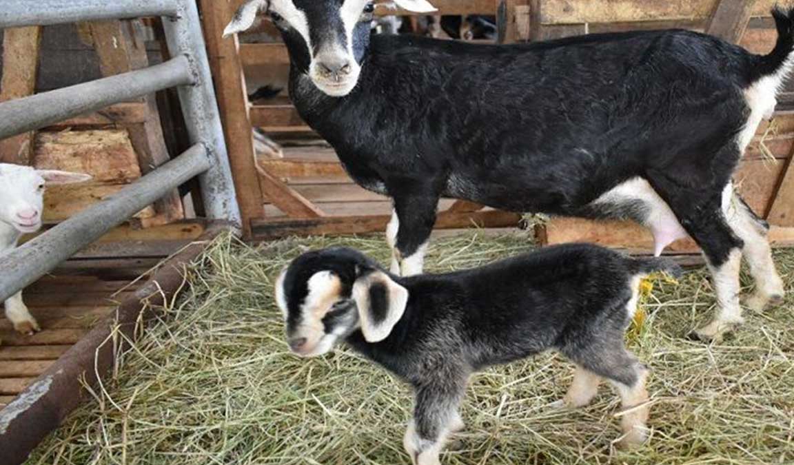 Berikut Ini Harga Kambing Terupdate 2021 Berdasarkan Jenisnya ... Berikut Ini Harga Kambing Terupdate 2021 Berdasarkan Jenisnya ...