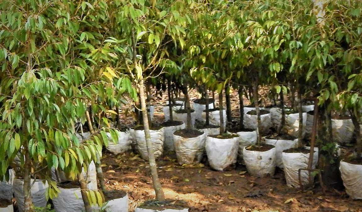 Jual Beli Bibit Durian Murah 2021 - Aplikasi Pertanian & Media ... Jual Beli Bibit Durian Murah 2021 - Aplikasi Pertanian & Media ...